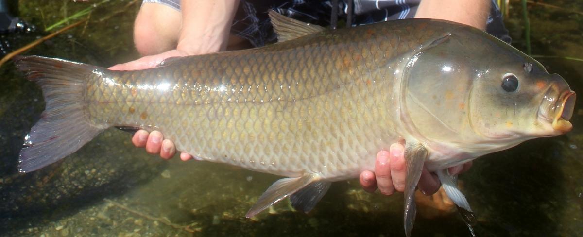 Complete Guide to Fishing in Illinois