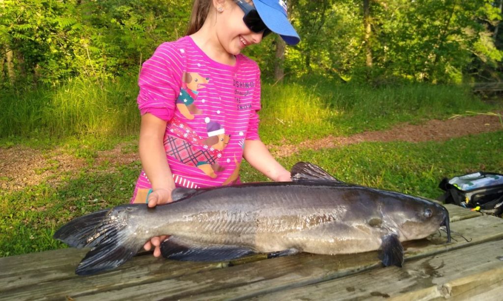 Channel Catfish | Species Breakdown