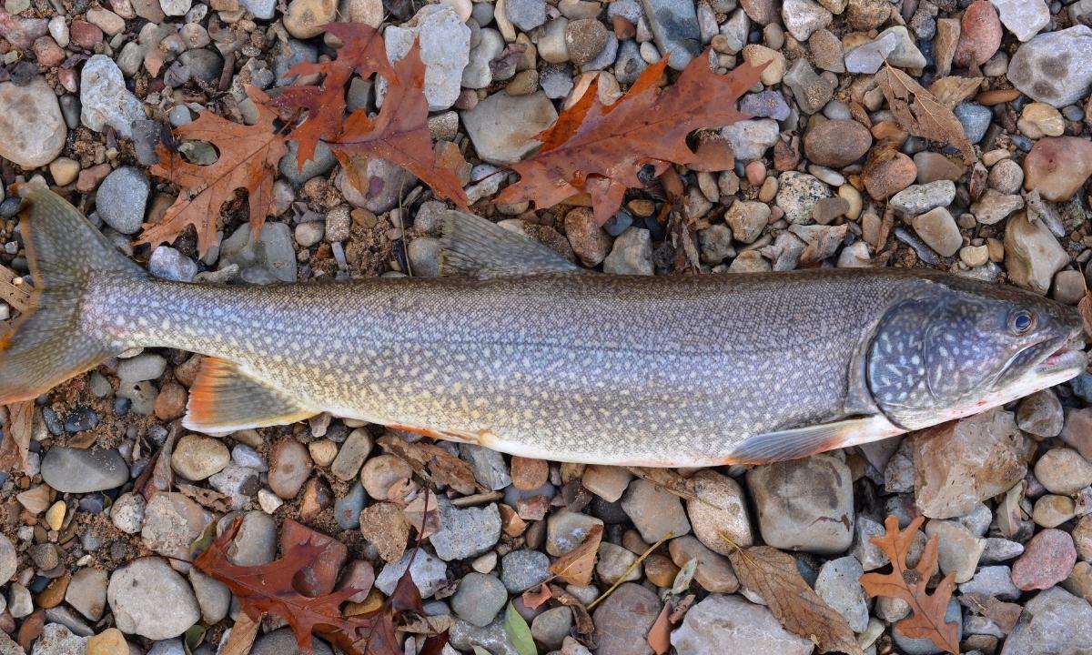 Trout | Species Breakdown & Identification