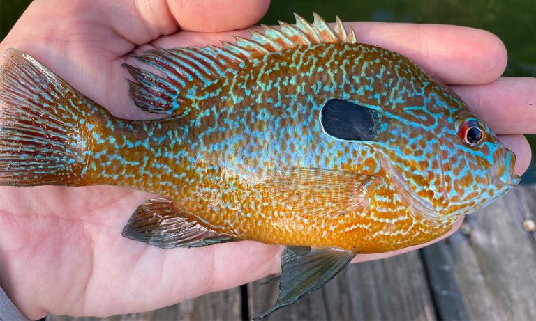 Ohio Fishing | Everything You Need to Know