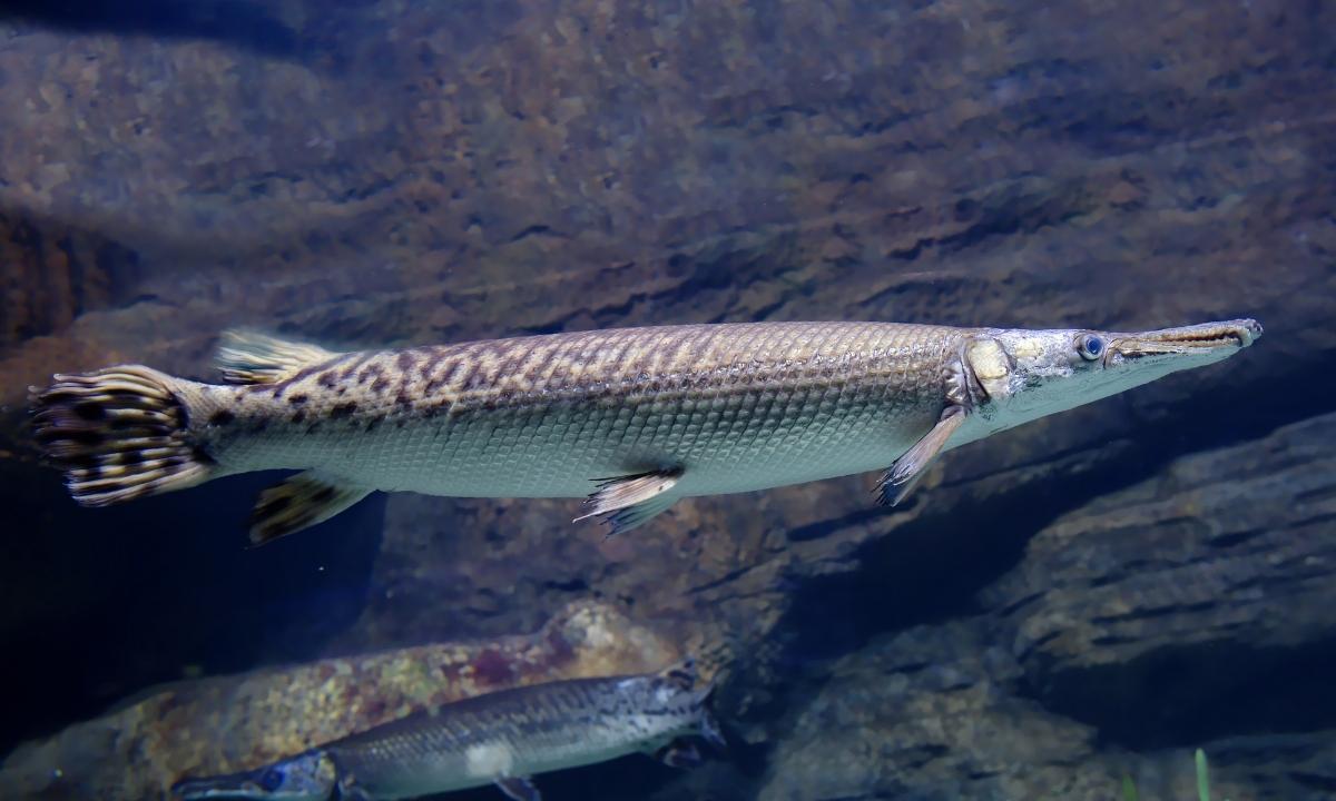 Ohio Fishing | Everything You Need to Know