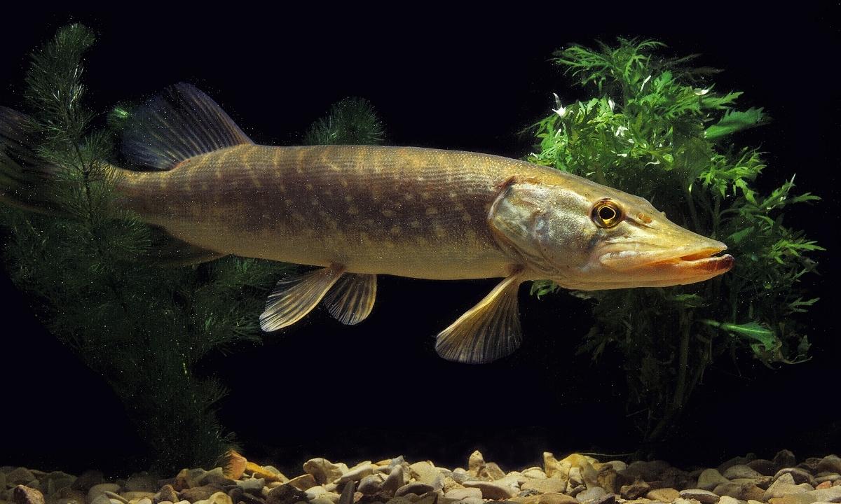 Complete Guide to Fishing in Illinois