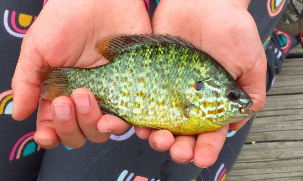 Panfish | Species Breakdown