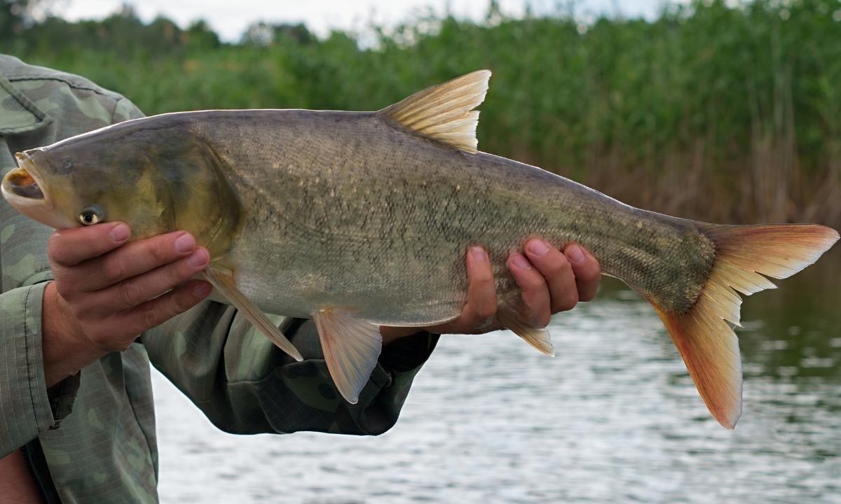 Asian Carp Asian Carp