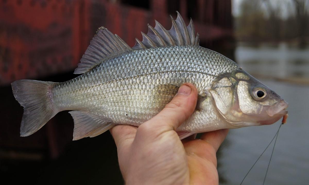 Ohio Fishing | Everything You Need to Know