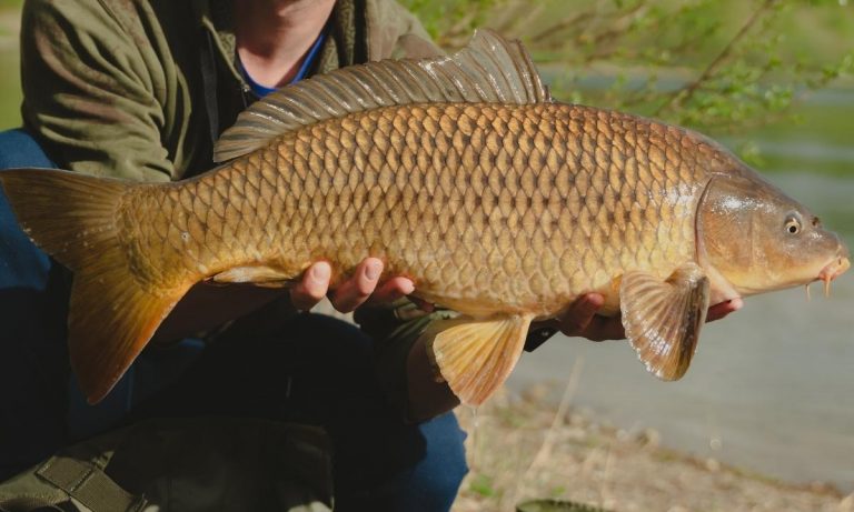 Tennessee Fishing | Everything You Need to Know