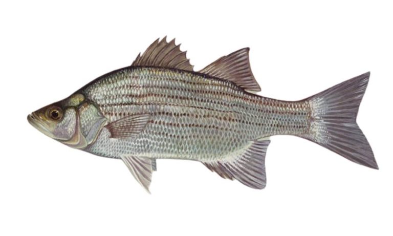 White Bass State & World Records | What is a Trophy Size?